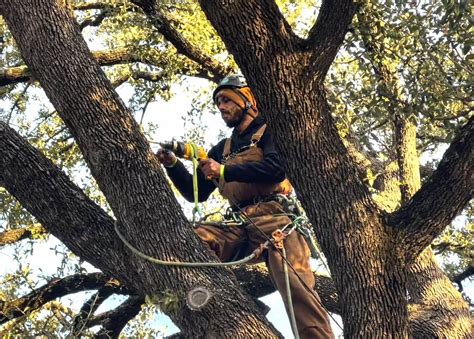 Tree Cabling Service Flats Tx Arborist Usa