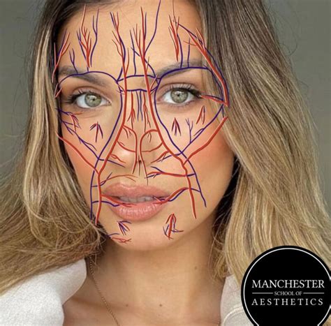 Facial Anatomy Mannequin At Douglas Hammond Blog Facial Anatomy Mannequin At Douglas Hammond Blog