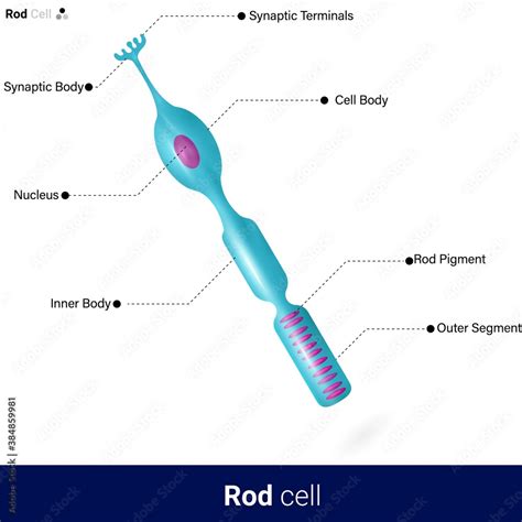Structure Of Human Rod Cell Of Eye Involved In Vision Vector Role In