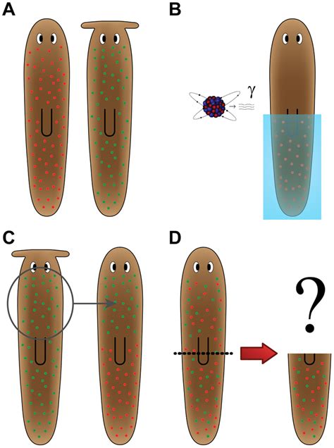 Hypothetical Experiment Illustrating The Concept Of Target Download Scientific Diagram