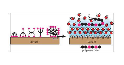 Interaction Forces Between Pegylated Star Shaped Polymers At Mica Surfaces Acs Applied