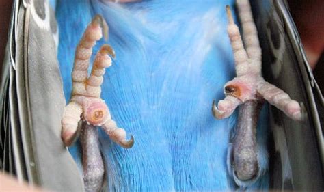 Premiers Soins Aviaires Pododermatite Quest Ce Qui Est Normal Hagen Avicultural Research Premiers Soins Aviaires Pododermatite Quest Ce Qui Est Normal Hagen Avicultural Research