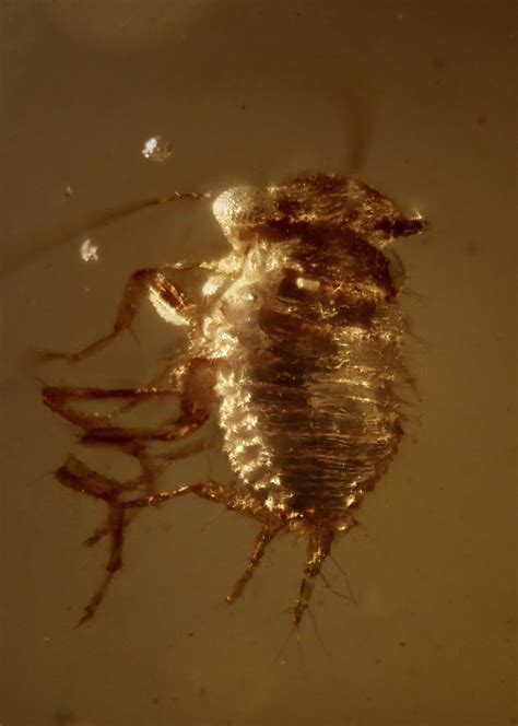Some Cretaceous Roachoids Ramberfossil