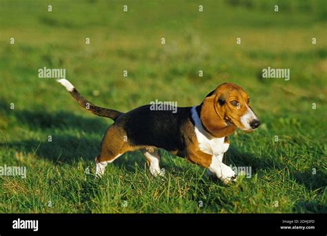 Artesian Norman Basset Or Basset Artesian Normand Walking On Grass
