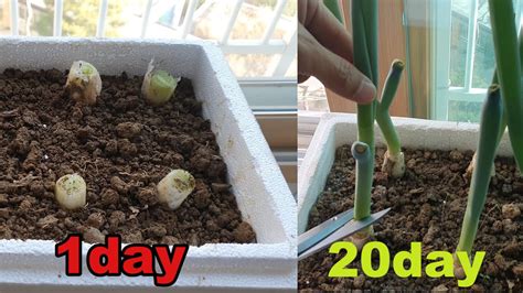 집에서 대파 키우기 Youtube