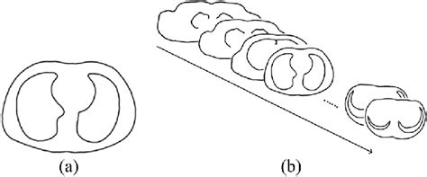 Contour Extraction For A True 3d Thorax Model A Outlines And B Download Scientific Diagram