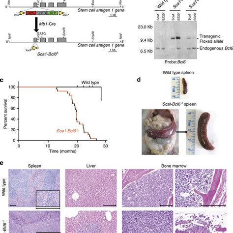 Hans [15] And Choi S [14] Algorithm In Comparison Gcb Germinal Download Scientific Diagram