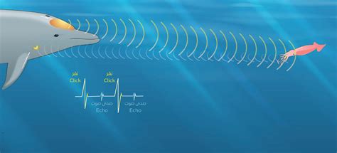 Dolphin Echolocation Biomimicry 38