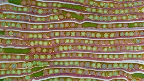 Microscopic View Of Tissue Layers Showcasing Vibrant Cellular