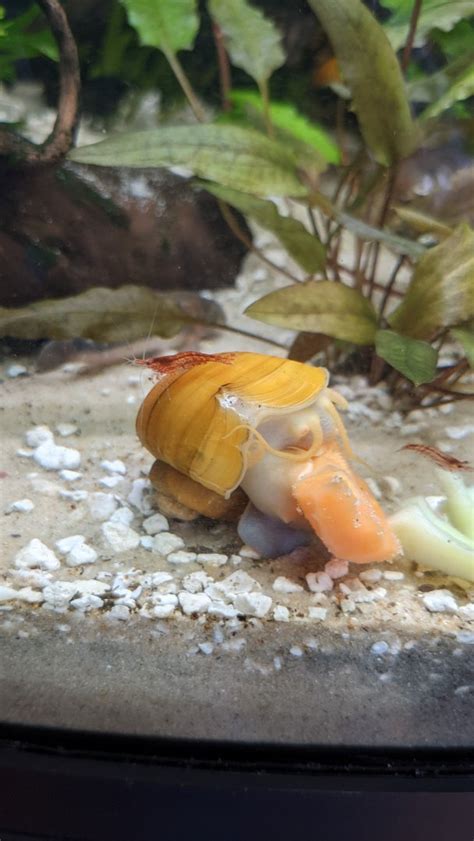 Calcium Deficiency Or Was This Snail S Shell Damaged Diseases Aquarium Co Op Forum