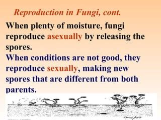 Protist Fungi PPT