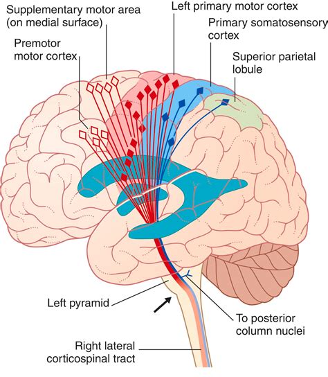 Spinal Cord Descending Pathways Clinical Tree