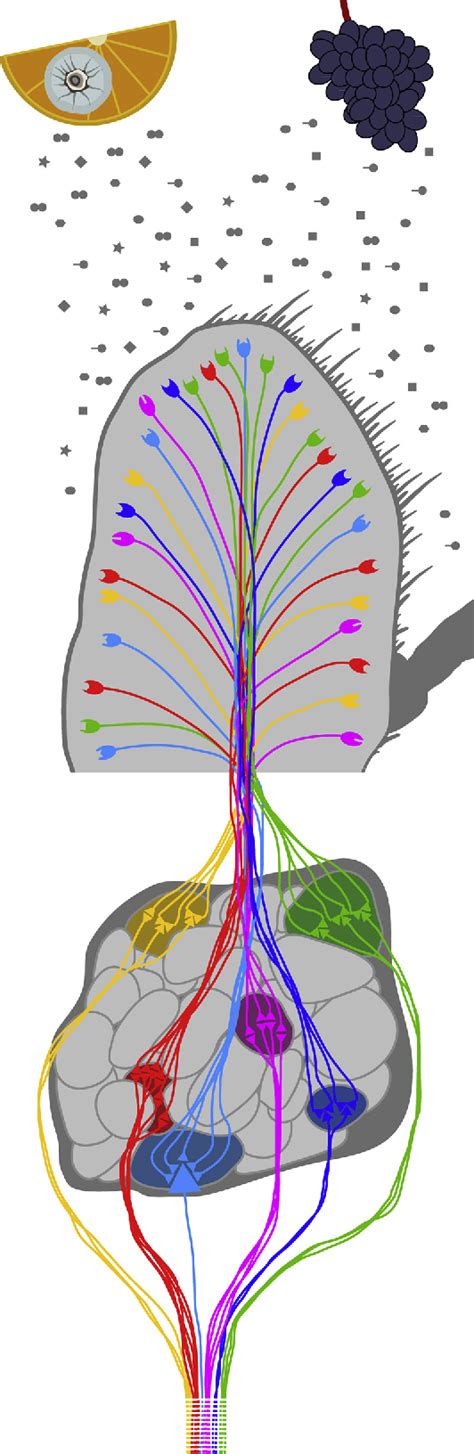 figure 1 from fundamental principles of the olfactory code semantic