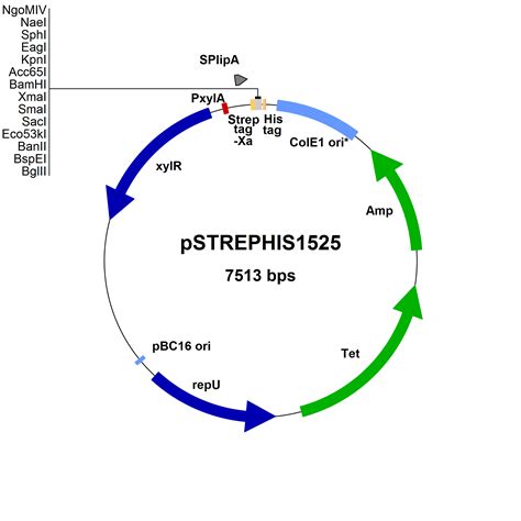 Bacillus Megaterium Vector Pstrephis1525 Bacillus Expression Systems Vector Systems