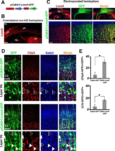 Figures And Data In Area Specific Development Of Distinct Projection Neuron Subclasses Is
