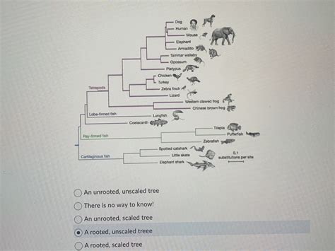 Solved An Unrooted Unscaled Treethere Is No Way To Knowan
