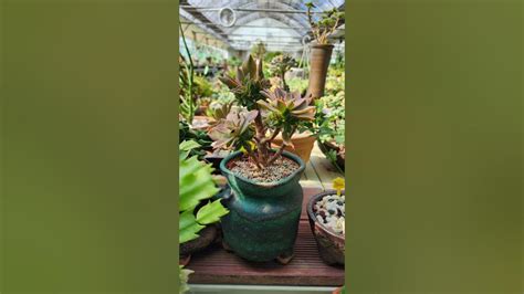 착한마녀의 다육이야기 다육농원 다육식물 다육이종류 다육이금 국민다육이 반려식물 식집사 식집사일상 꽃선물 다육이 다육이분갈이 다육이키우기 경주다육이