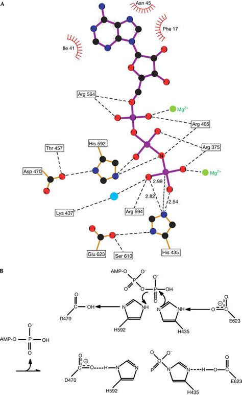 Crystal Structure Of A Polyphosphate Kinase And Its Implications For