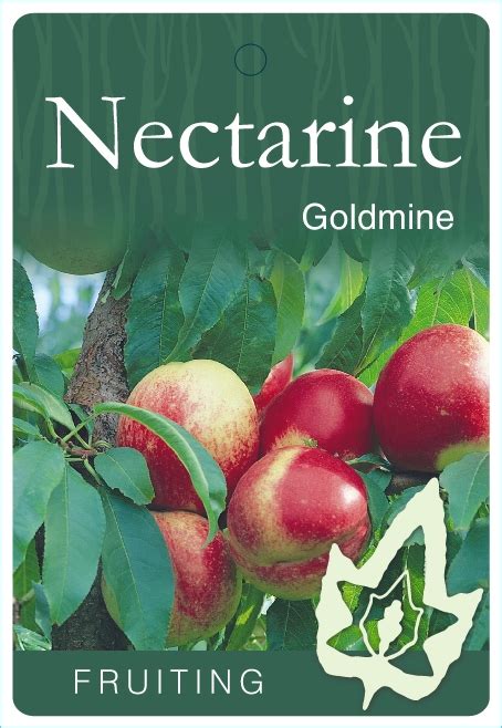 Nectarine Goldmine Blerick Tree Farm