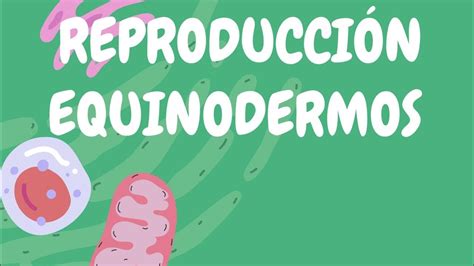 La Reproducción De Los Equinodermos Youtube