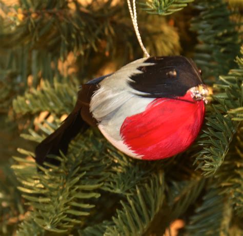 Fugl Dompapp Palma Store