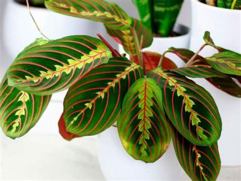 10 найкапризніших кімнатних рослин Бережіться марних витрат