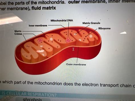 Advanced Bio Photosynthesis And Cellular Respiration Flashcards Quizlet