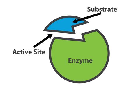 Enzymes 9th 12th Grade Flashcard Wayground Formerly Quizizz