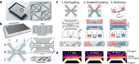 Gradient Generation In A 3d Microenvironment A Bottom Of The