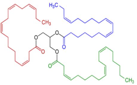 Lipids Flashcards Quizlet