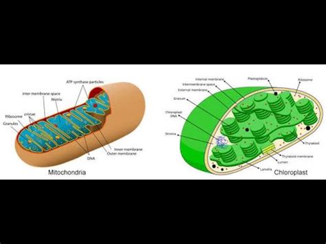 Structure And Functions Of Mitochondria And Plastids Class 9 YouTube