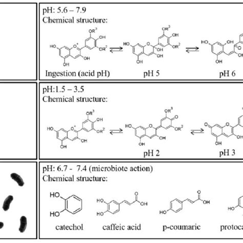 Schematic Representation Of The Anthocyanins Chemical Structures