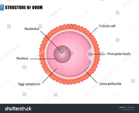 Egg Cell Diagram Labeled And Functions Teachoo Gametes Nucle
