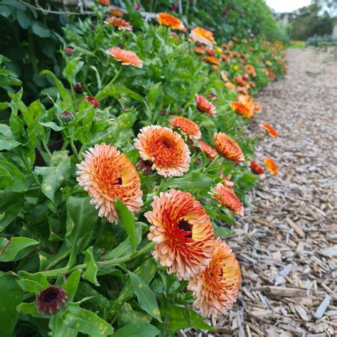 Calendula 'Pink Surprise' - The Diggers Club