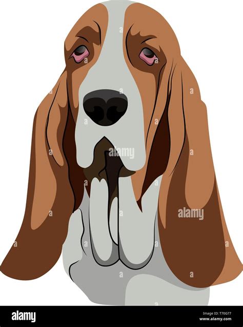 Basset Hound Illustration Vector On White Background Stock Vector Image