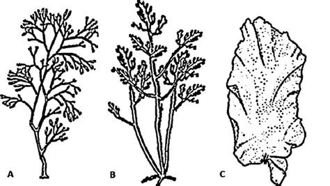 General Morphology Of Targeted Macroalgae A Silvetia Compressa