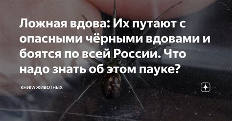 Ложная вдова Их путают с опасными чёрными вдовами и боятся по всей России Что надо знать об
