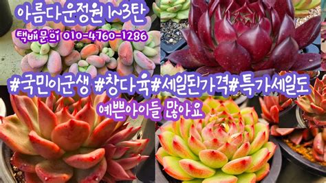 아름다운정원 1~3탄 한번더 골라잡으세요 국민다육창다육세일된가격 5만원이상 무료배송 선물도 증정♡화이트엔젤 ♡나나후크