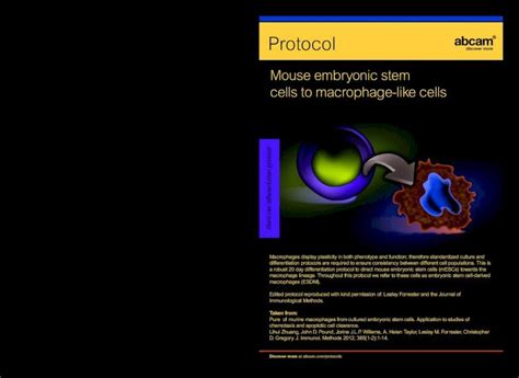 Pdf 050 13 Sg Macrophage Differentiation Protocol04 Layout 1 Pdf Cancer