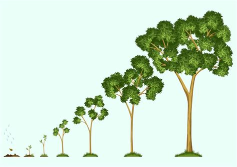 Premium Vector Stages Growth Of Tree From Seed Watering The Seeds From Cloud Rain Collection