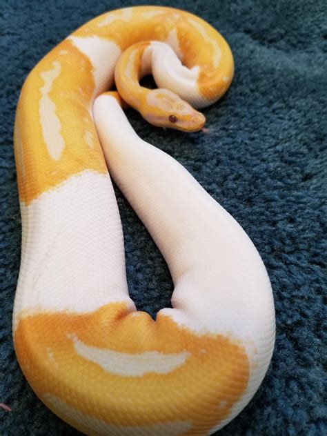 Dreamsicle Ball Python