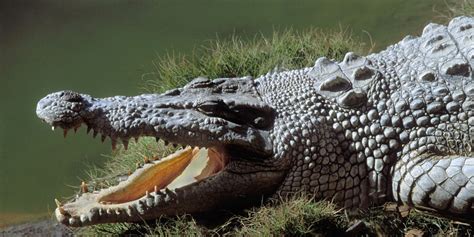 Thunderous Whirring Of Helicopter Blades Found To Stir Sex Frenzy In