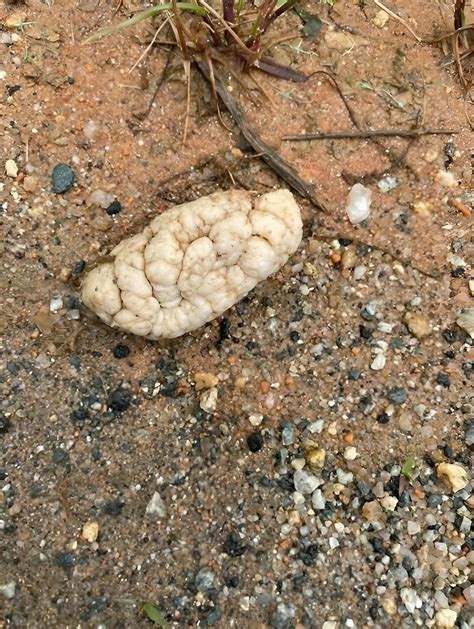 ბედის ეს უცნაური საგანი გზის პირას ვიპოვე და მაშინვე ვიფიქრე რომ