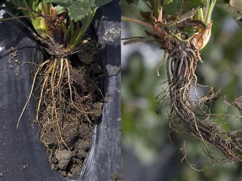 Phytophthora Fragariae Alchetron The Free Social Encyclopedia