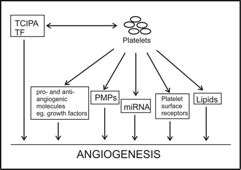 Platelets And Cancer Angiogenesis Nexus Pmc