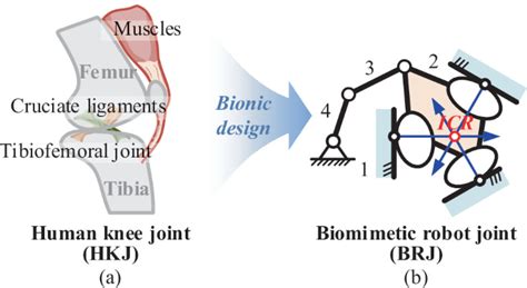 Conceptual Design And Kinematic Analysis Of A Biomimetic Robot Joint