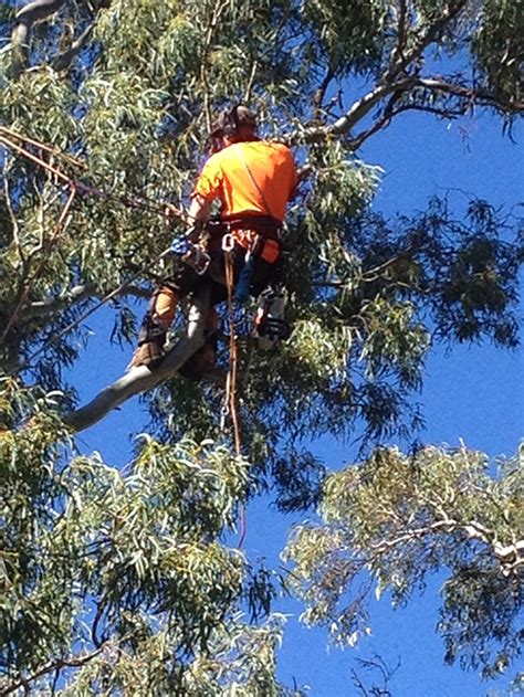 Mark S Stump Tree Removal GALLERY