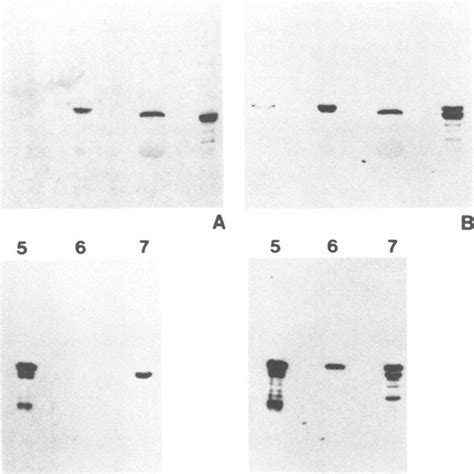 Biochemical Characterization Of Intermediate Filament Proteins From Download Scientific Diagram