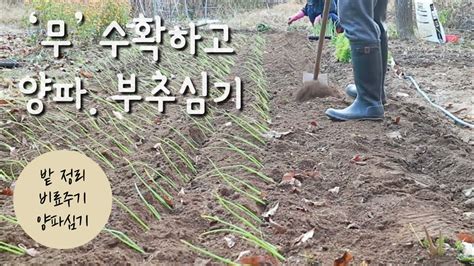 세컨하우스 시골브이로그 강원도 양파는 어떤 맛일까 무 수확한 밭에 양파 심기 480개 부추 심기 밭에 비료주기 복합비료 요소 퇴비 듬뿍 11월