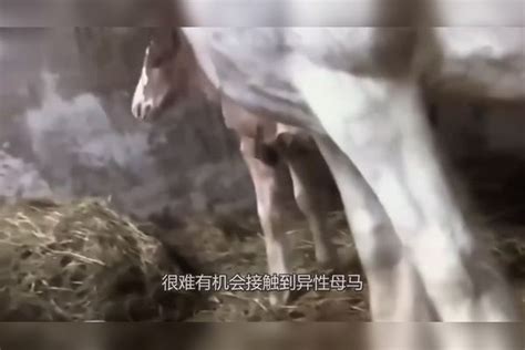 马儿第一次谈恋爱，一次牵线就成功牵手，镜头拍下相亲全过程！